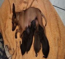 Cuccioli pinscher