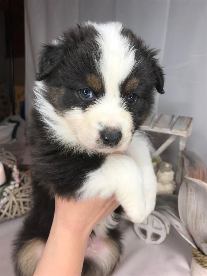 AUSTRALIAN SHEPHERD CUCCIOLI PASTORE AUSTRALIANO