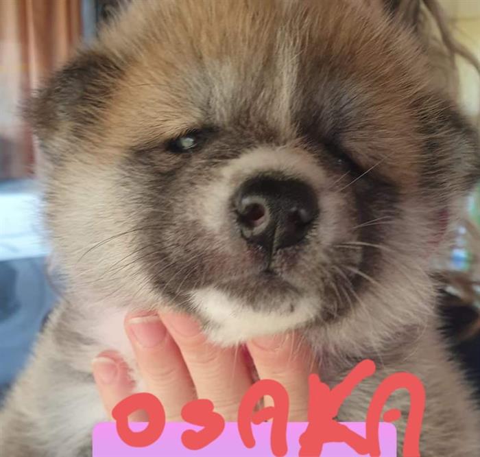 CUCCIOLI AKITA