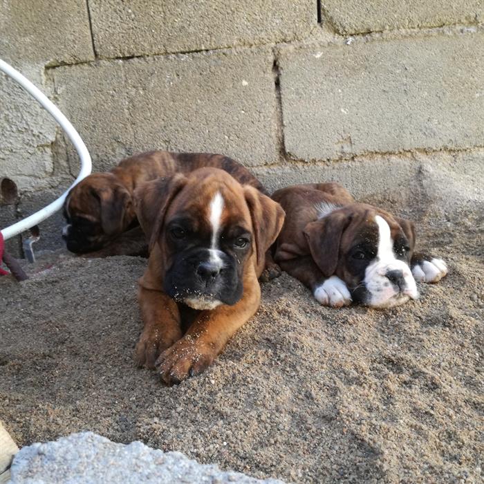 CUCCIOLI BOXER