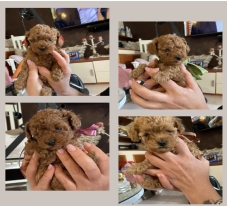 Cuccioli di barboncini toy pedigree Enci 