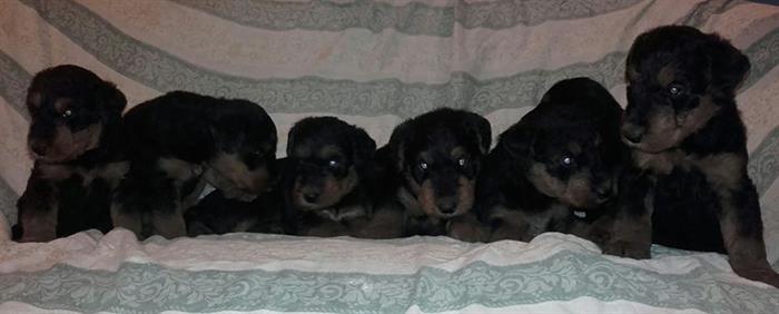 CUCCIOLI DI AIREDALE TERRIER