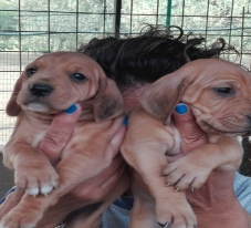 Cuccioli segugio dell'Appennino