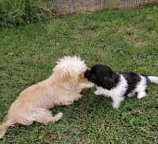 Cuccioli di Havanese in vendita -