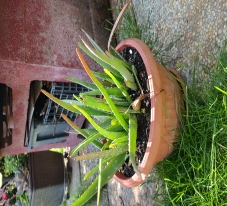 Piante aloe vera