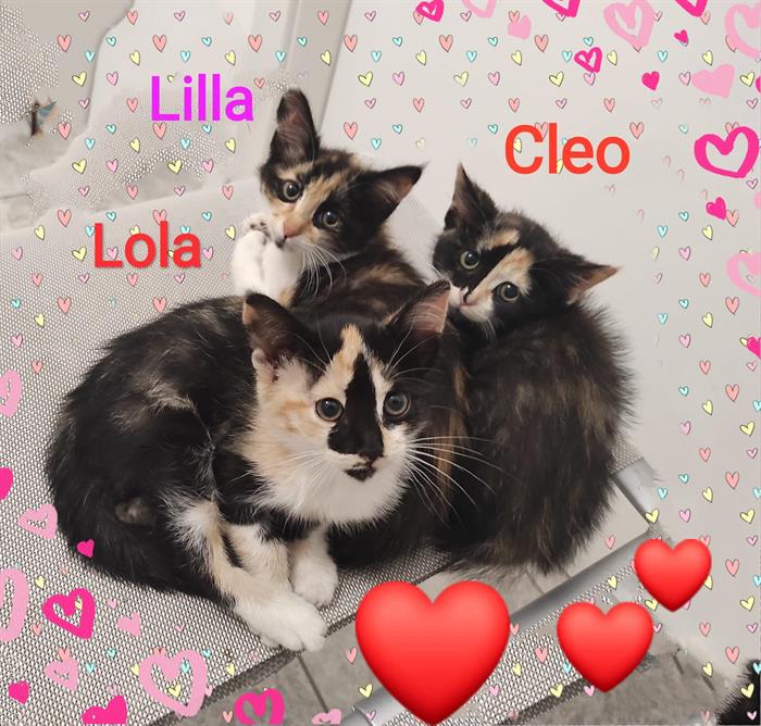 LOLA, CLEO E LILLA, GATTINE CALICO' DI 50 GIORNI