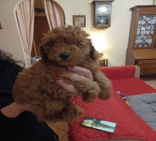 Barboncino Nano  cucciolo rosso MASCHIO 