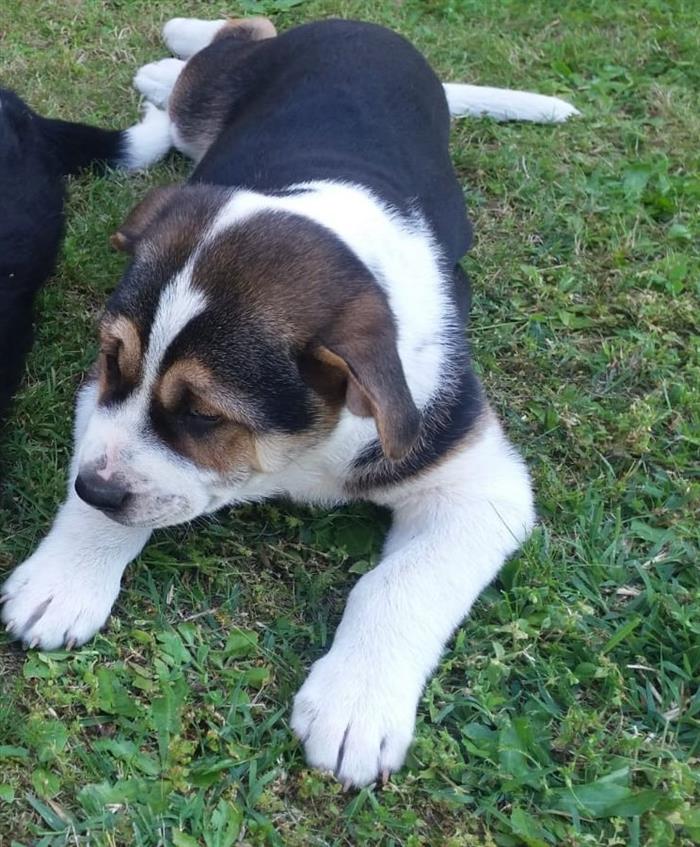 CUCCIOLO DI CANE DI DUE MESI E MEZZO