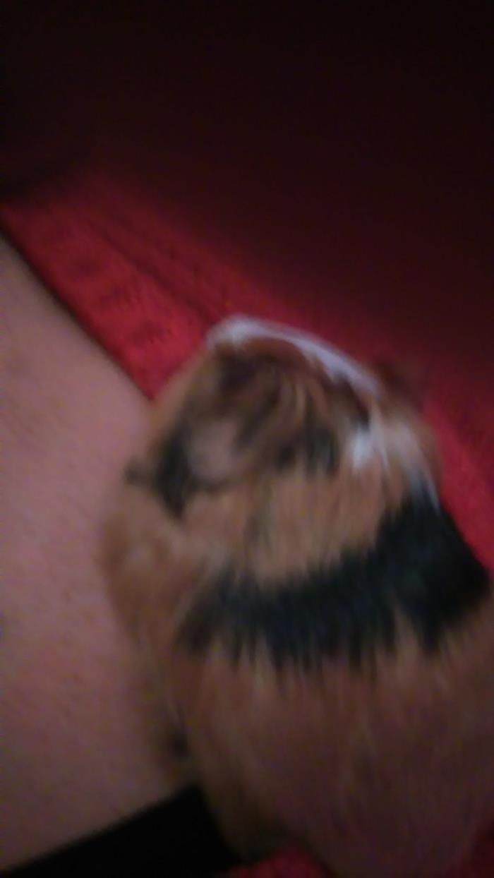 CAVIA