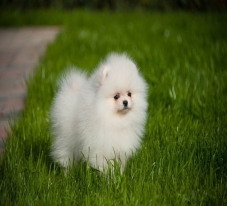 mio bellissimo cucciolo di Pomerania