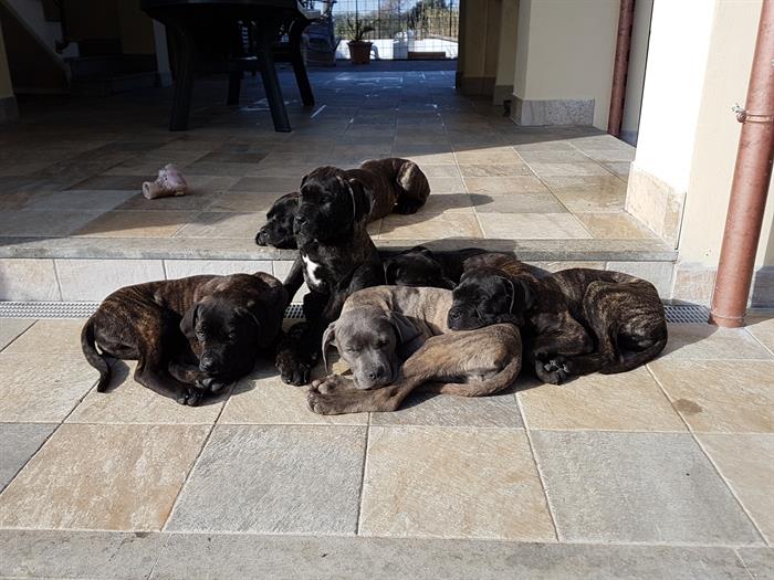 CUCCIOLI CANE CORSO PEDIGREE