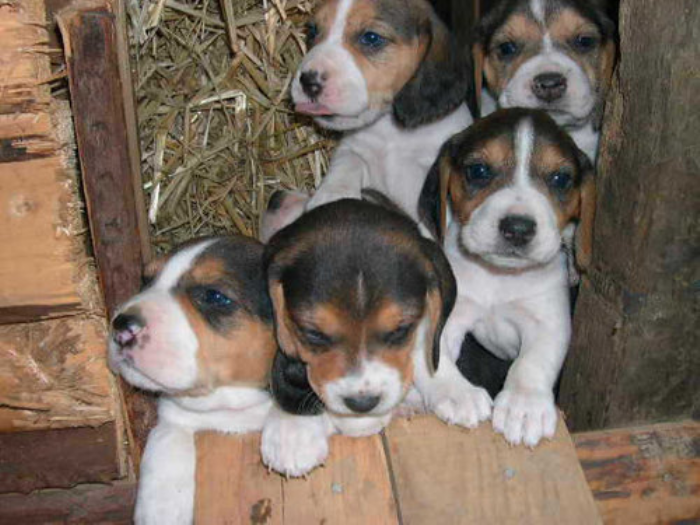 CUCCIOLI DI BEAGLE