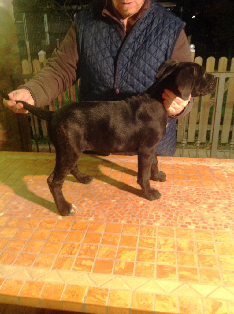 CUCCIOLI CANE CORSO