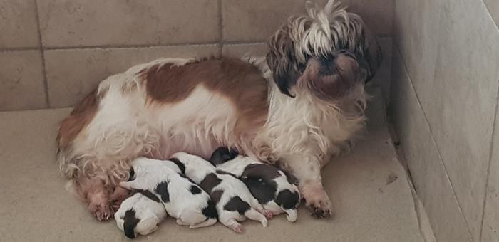 CUCCIOLI DI SHIH-TZU