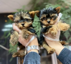 Vendesi adorabili cuccioli di Yorkie