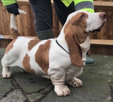 Bellissimi cuccioli di cucciolata di Basset