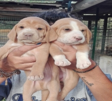 Cuccioli segugio dell'Appennino