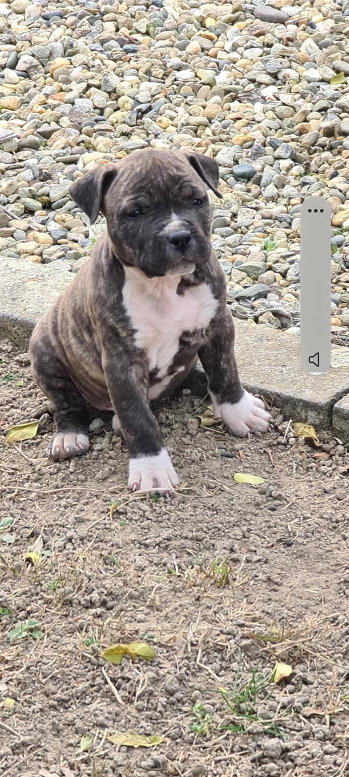 CUCCIOLI AMSTAFF STAFFORDSHIRE