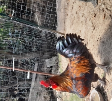 Gallo marans ve