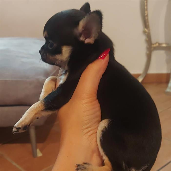 CHIHUAHUA CUCCIOLI