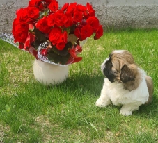 Cuccioli Shih-tzu 