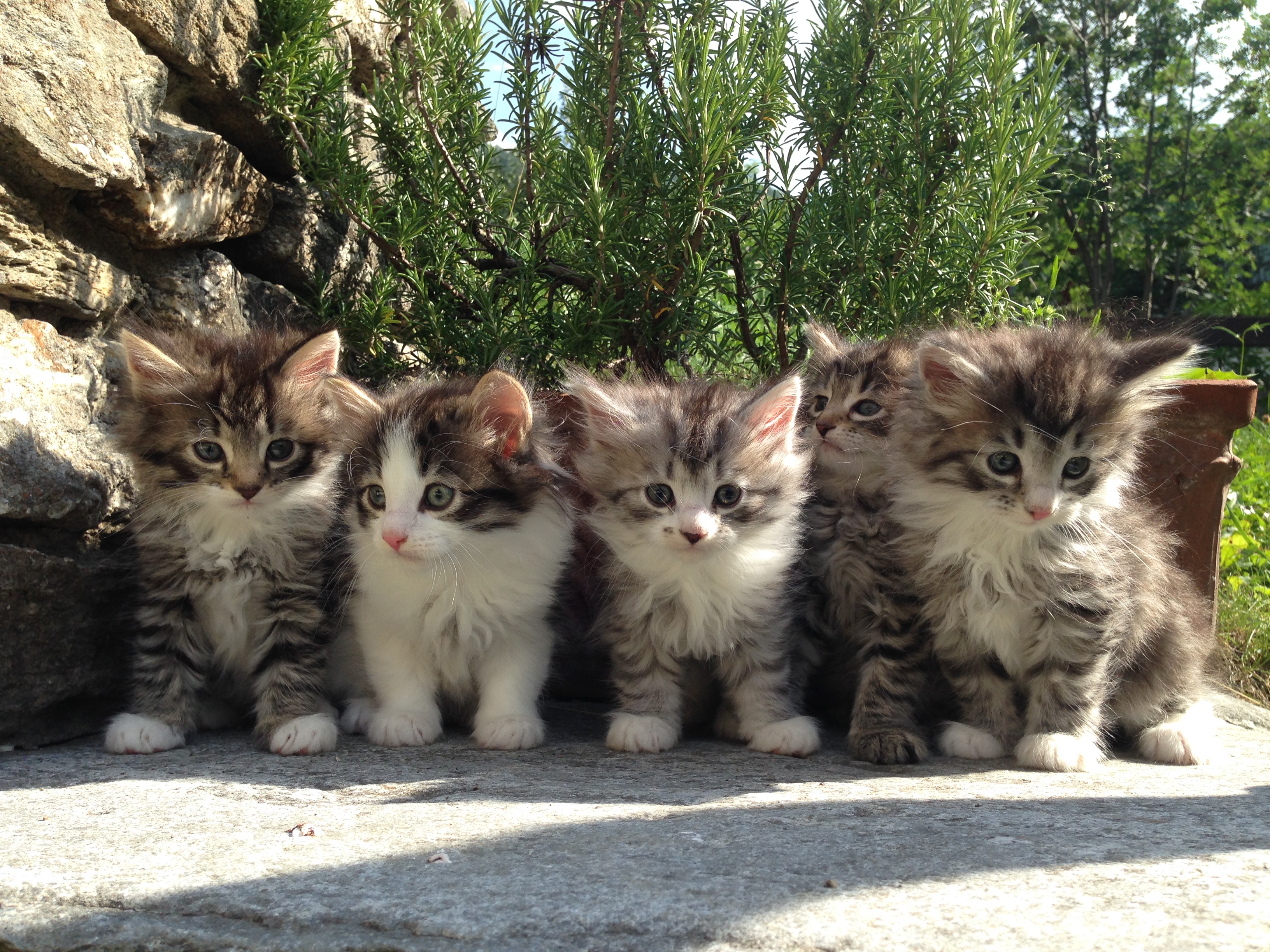 CUCCIOLI DI NORVEGESE DELLE FORESTE