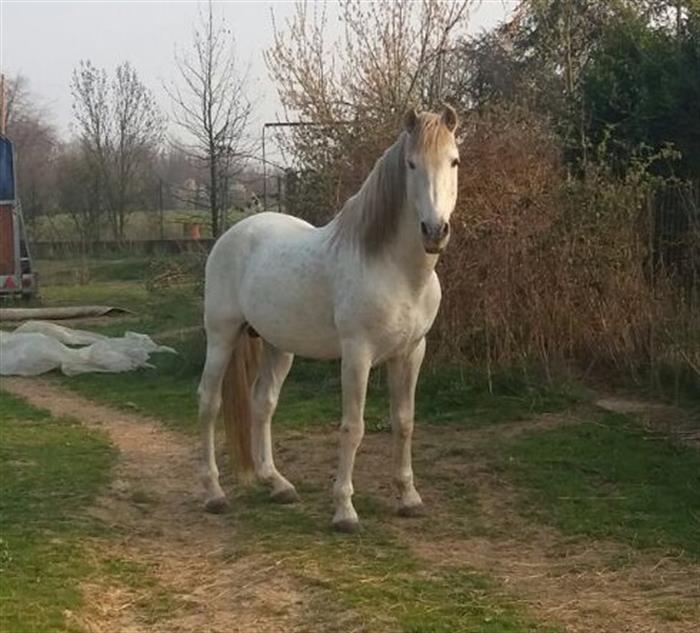 CAVALLO ANDALUSO