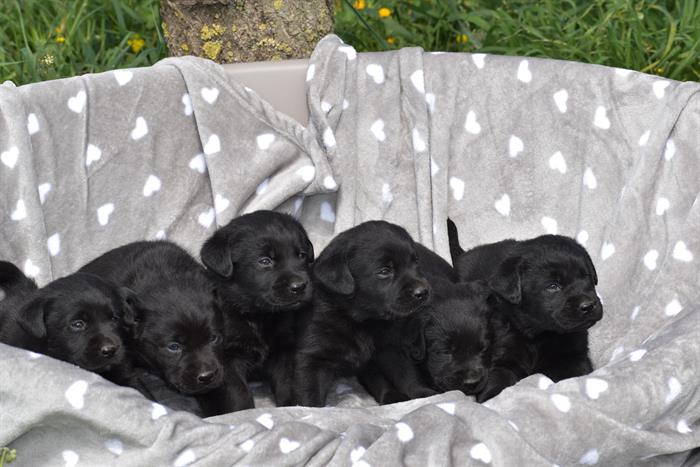 CUCCIOLI LABRADOR NERI