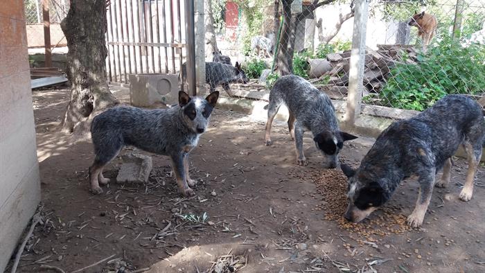 AUSTRALIAN CATTLE DOG