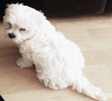 Kc Reg Maltese Puppies