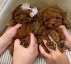 Cuccioli di barboncini adorabili