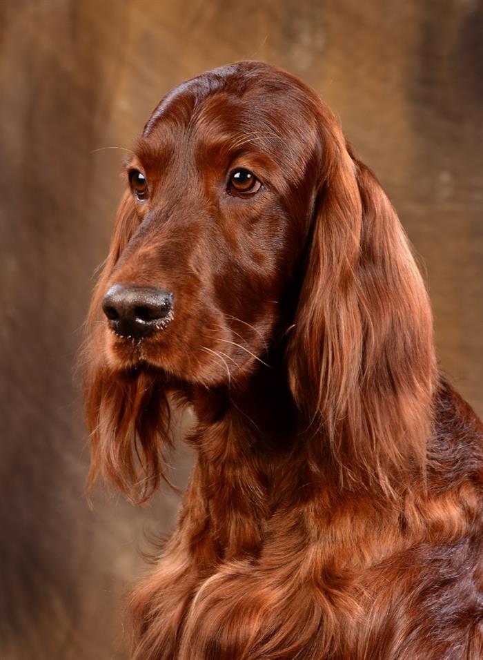 CUCCIOLI SETTER IRLANDESE ROSSO