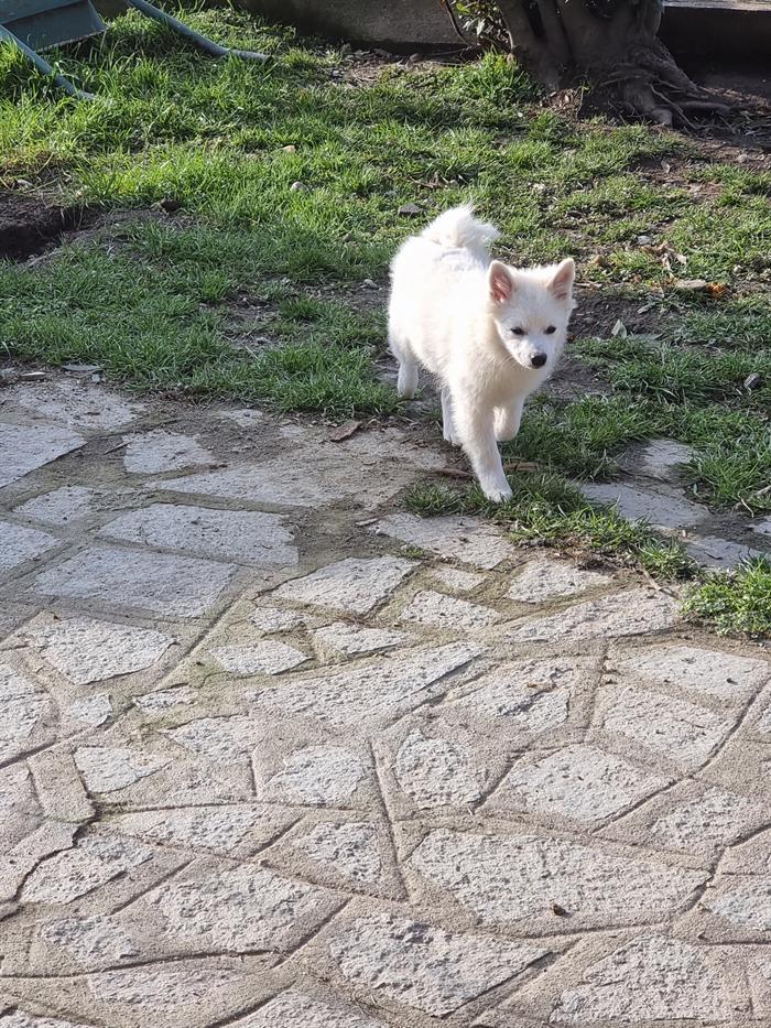 CUCCIOLI DI VOLPINO ITALIANO