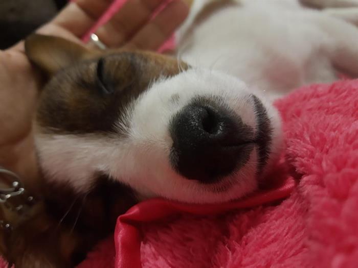 CUCCIOLO DOLCISSIMO DI JACK RUSSELL