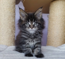 Maine Coon