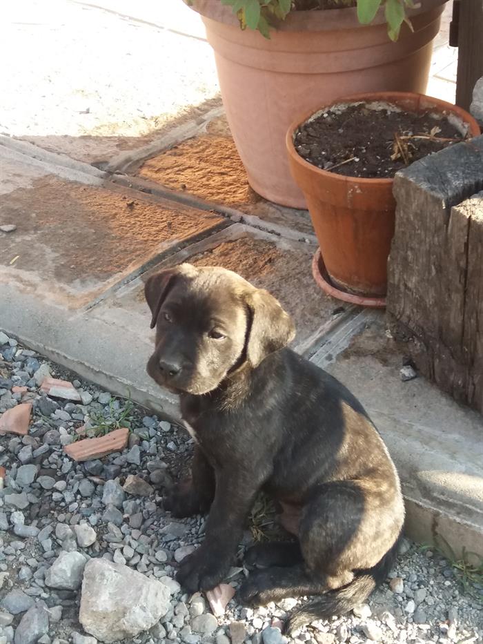 CUCCIOLI CANE CORSO