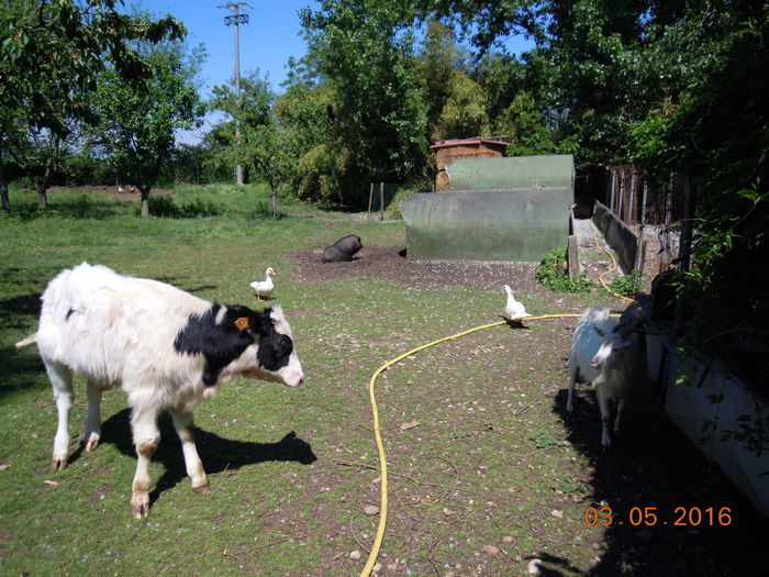 HOSTELLO PER ANIMALI