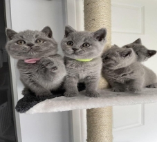 Pedigree British Shorthair Disponibile +4915738043381