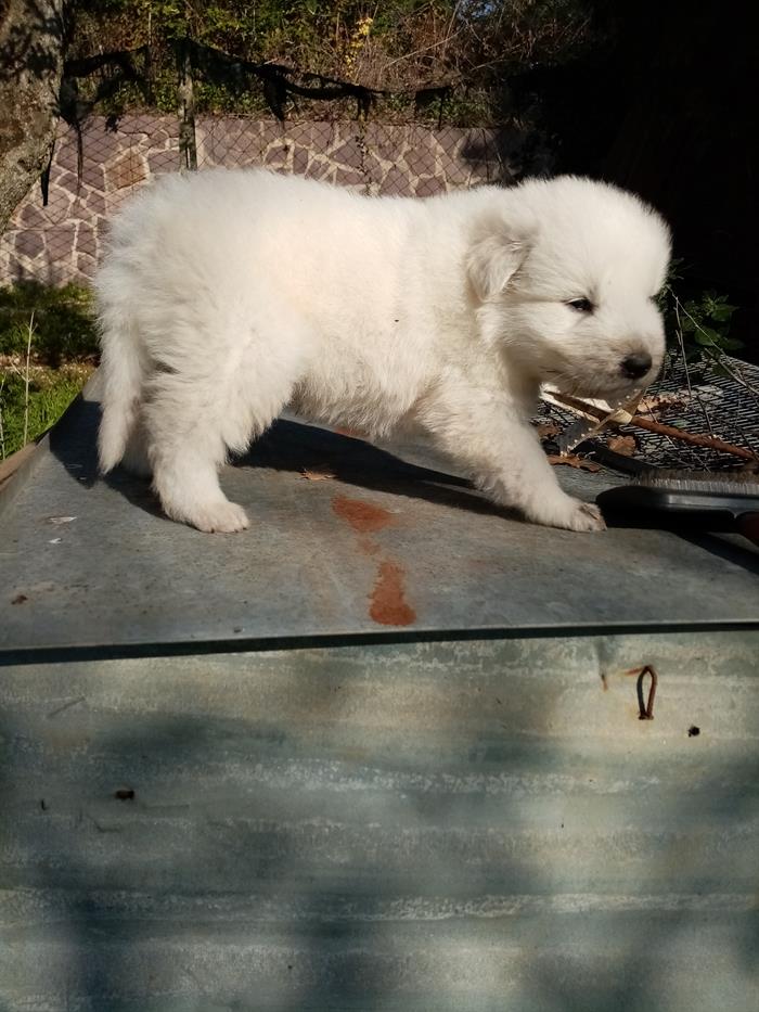 CUCCIOLI PASTORE MAREMMANO ABRUZZESE