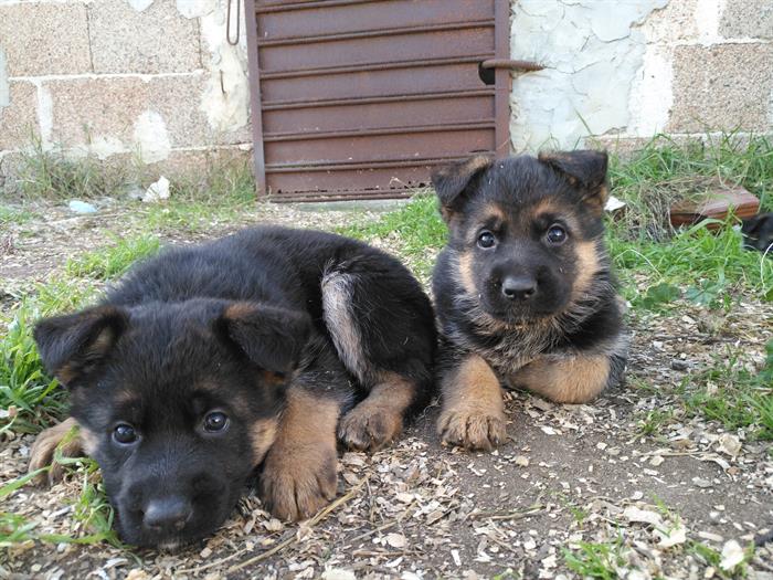 CUCCIOLI PASTORE TEDESCO