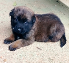 Pastore Belga Malinois cuccioli 