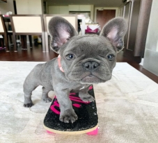 Adorabili cuccioli di Bulldog francese.