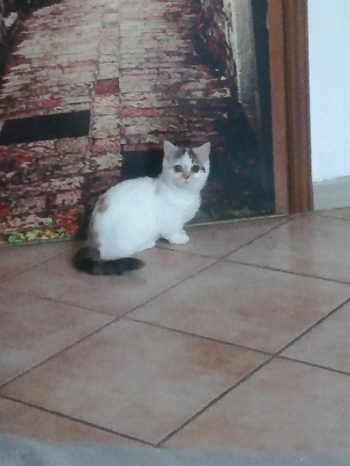 GATTO BASSOTTO MUNCKIN