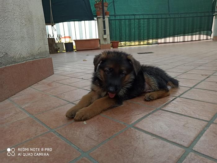 CUCCIOLI DI PASTORE TEDESCO A PELO CORTO