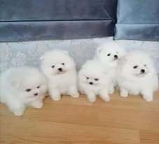 Cuccioli di Pomerania pura razza pronti