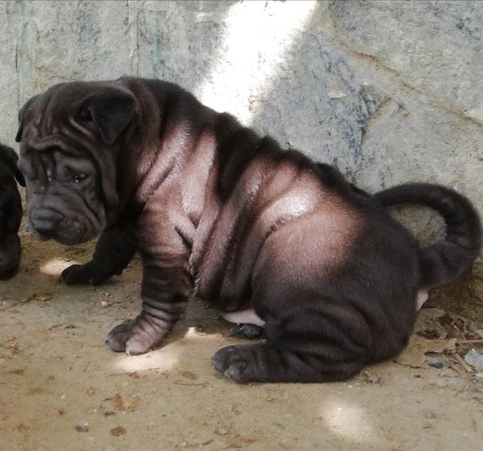 SHAR-PEI