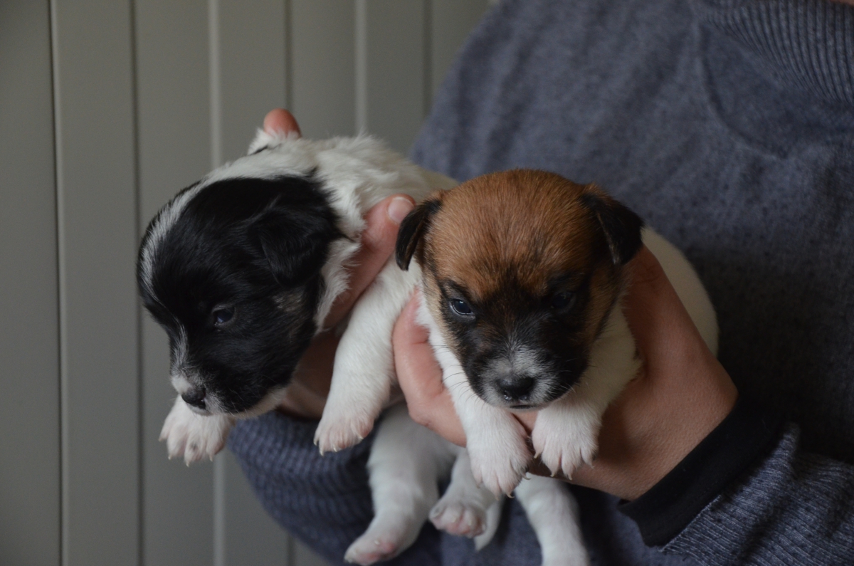 JACK RUSSELL TERRIER CUCCIOLE FEMMINE