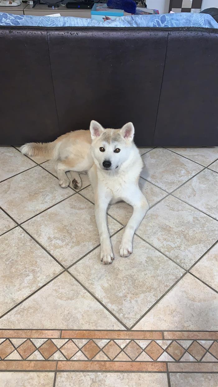 AKITA INU