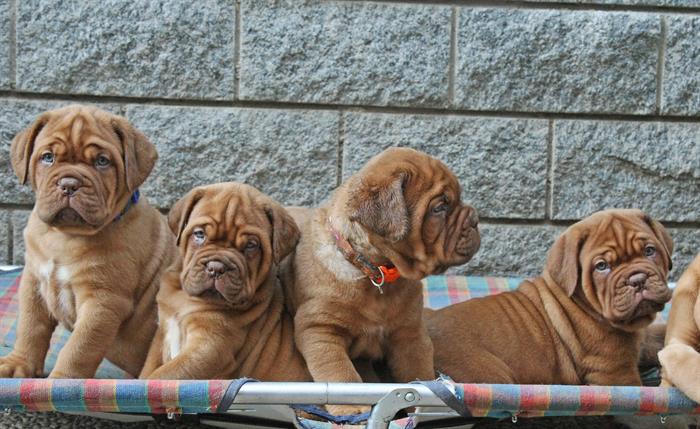 CUCCIOLI DOGUE DE BORDEAUX