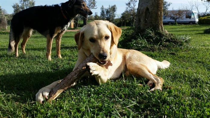 BELLE UNA DOLCE GIOCHERELLONA